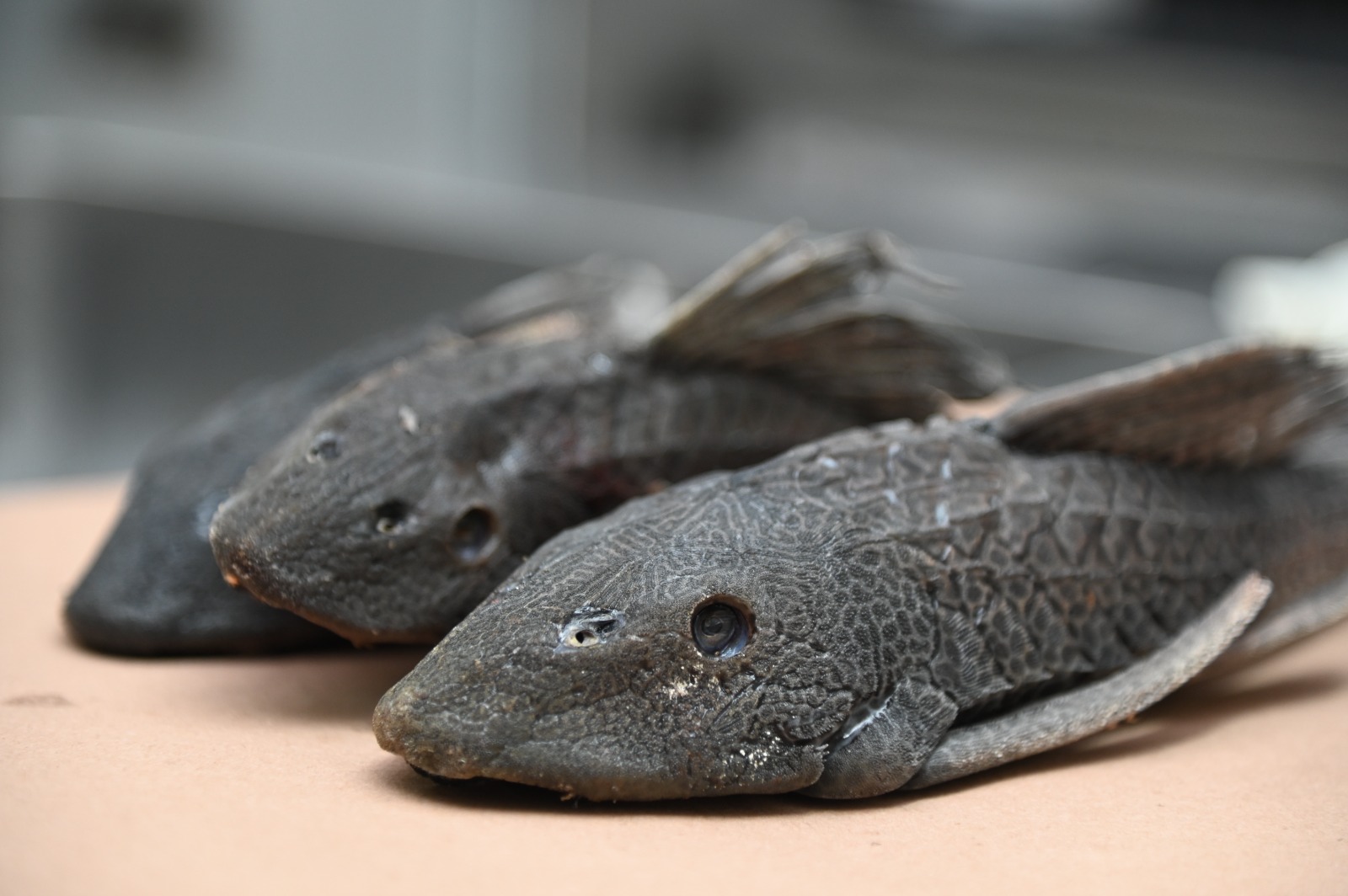 Detectan proliferación del pez diablo en ríos de Culiacán; alertan ...